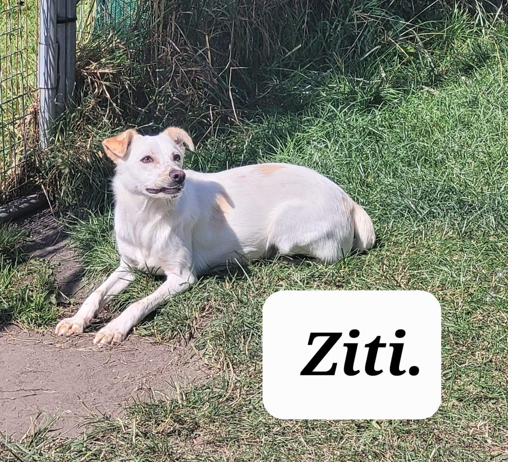 Dogs in Need – Registered Charity No. 1098870