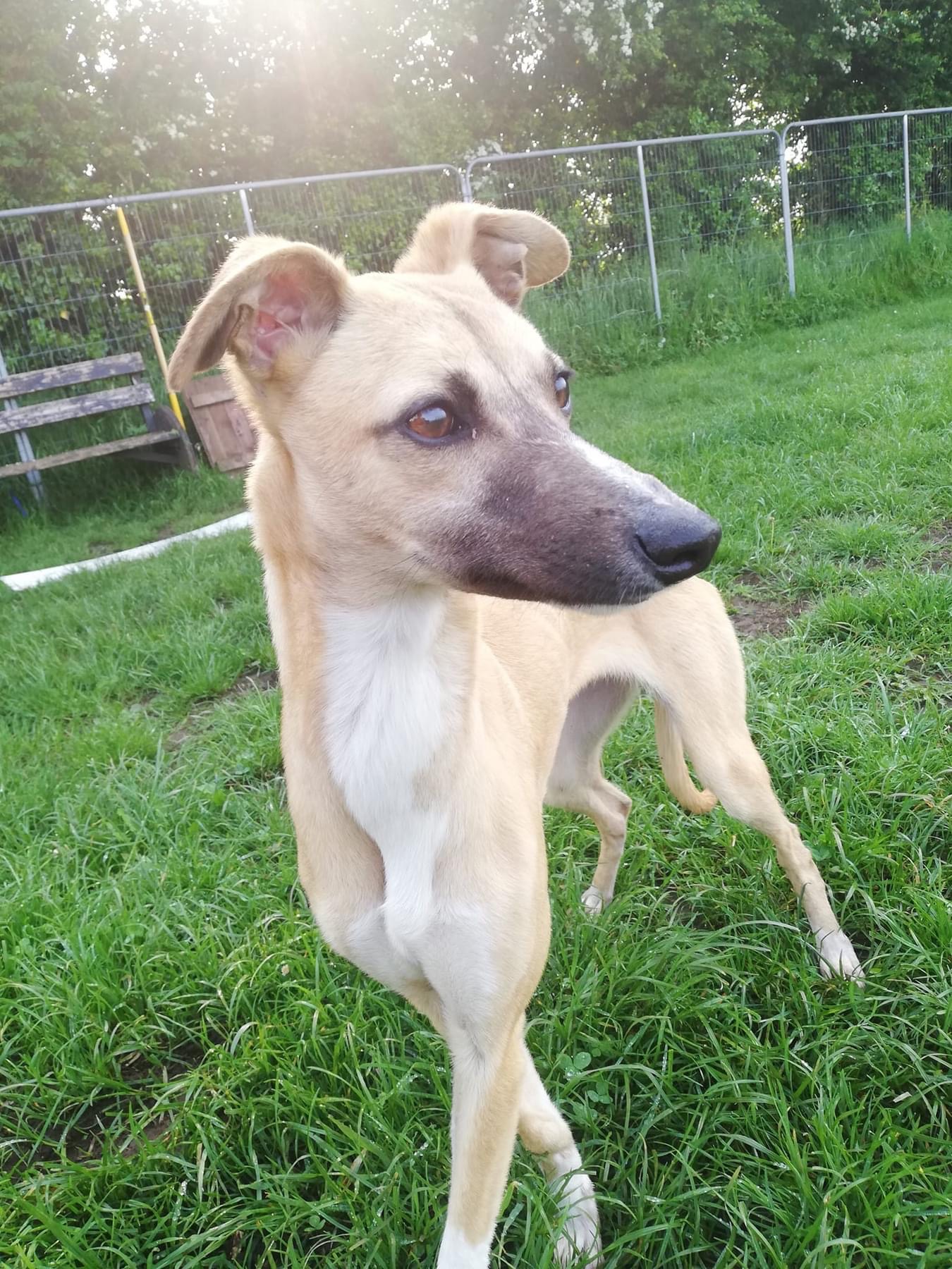 pru – Dogs in Need