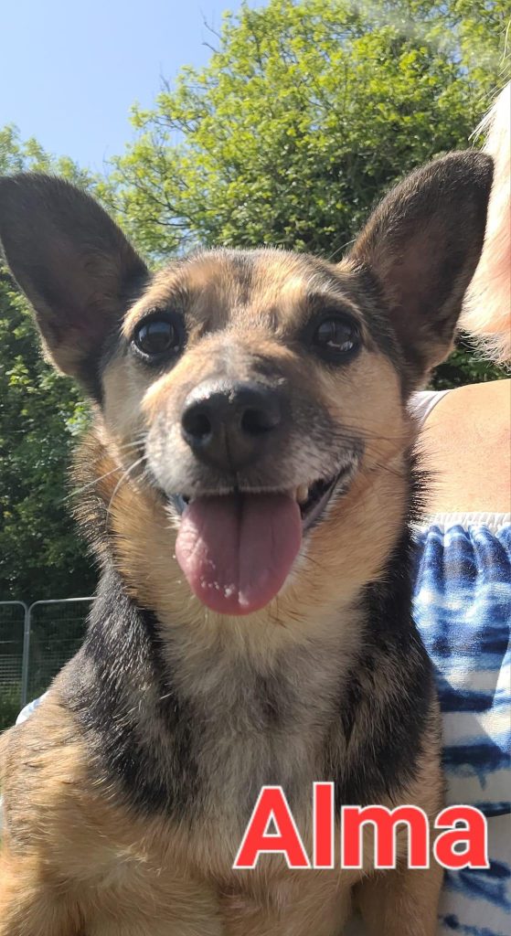 Dogs for Homing – Dogs in Need