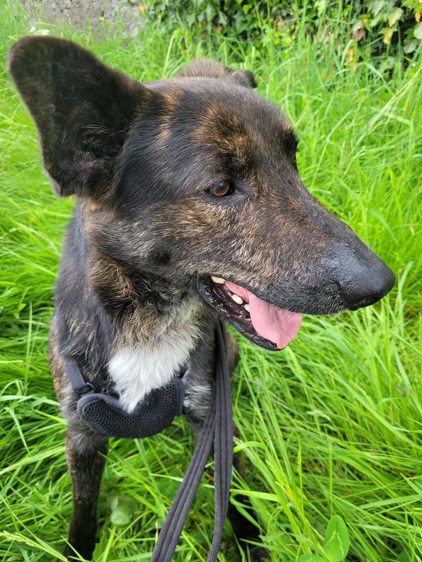 Dogs for Homing – Dogs in Need